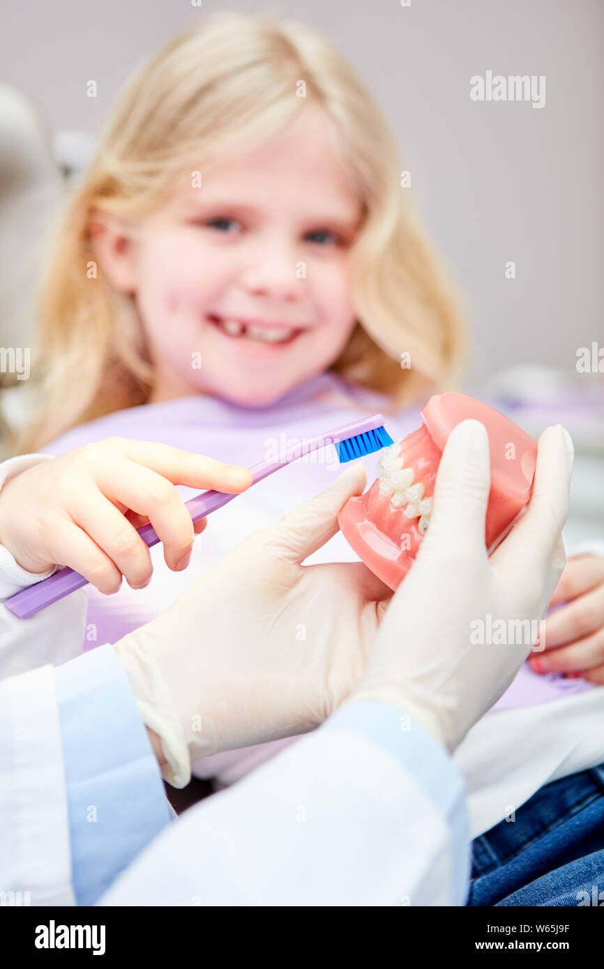 Dental model toothbrush hi-res stock photography and images - Alamy