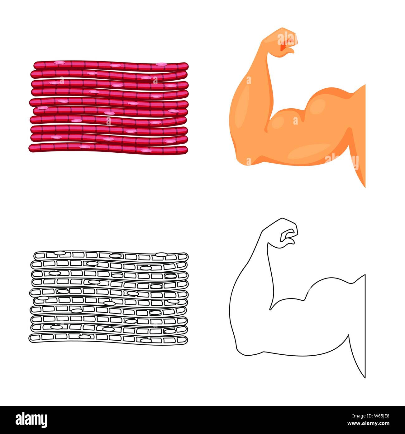 Isolated object of fiber and muscular icon. Collection of fiber and ...