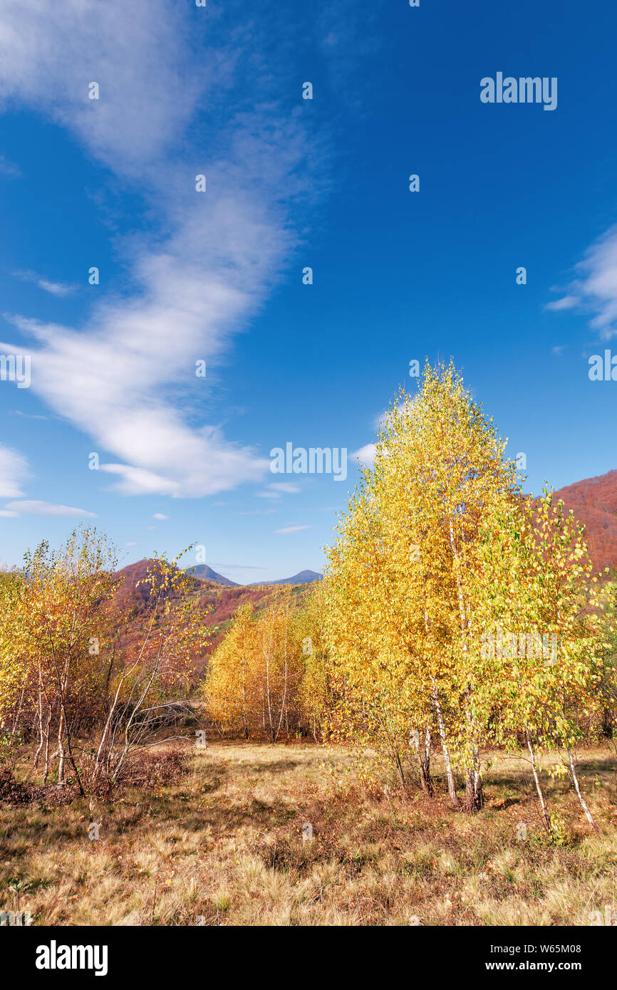 birch trees in yellow foliage. vivid nature scenery of carpathian ...