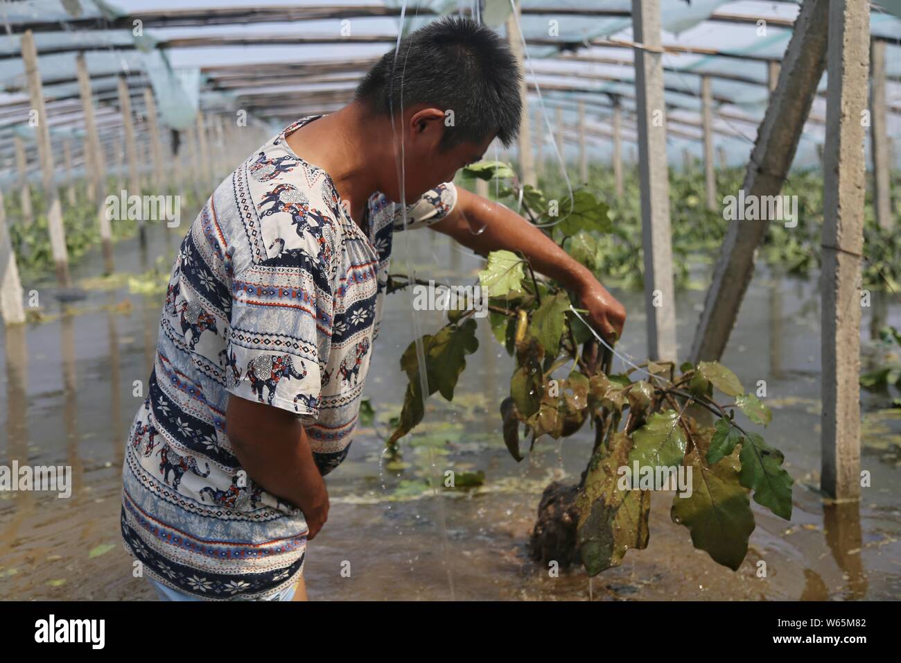 A farmer checks vegetables at his flooded greenhouse after heavy ...