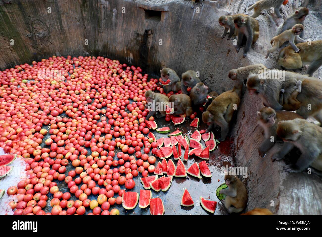 Macaques enjoy the fruit banquet on a scorching day at the Taihangshan ...