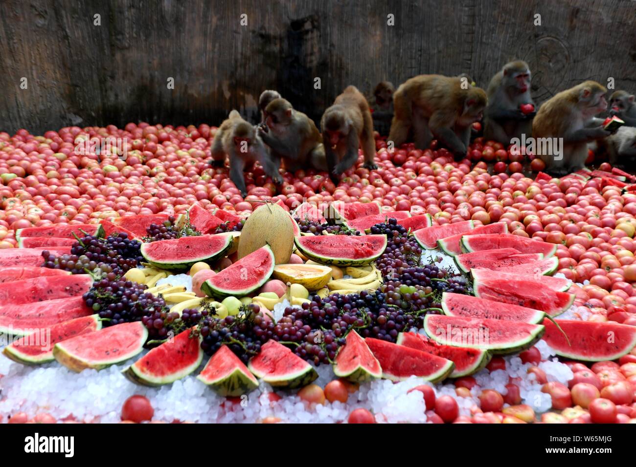 Macaques enjoy the fruit banquet on a scorching day at the Taihangshan ...