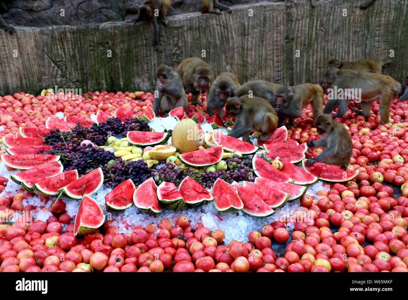 Macaques enjoy the fruit banquet on a scorching day at the Taihangshan ...