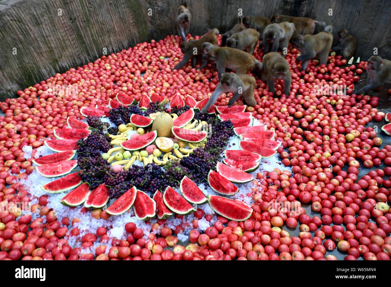 Macaques enjoy the fruit banquet on a scorching day at the Taihangshan ...