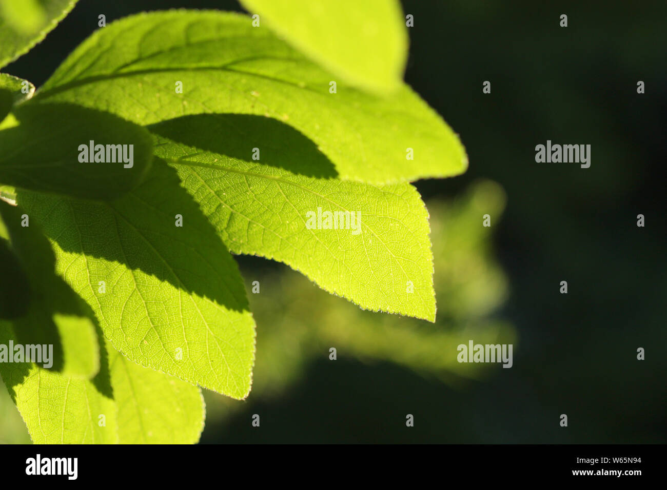 Plum veins hi-res stock photography and images - Alamy