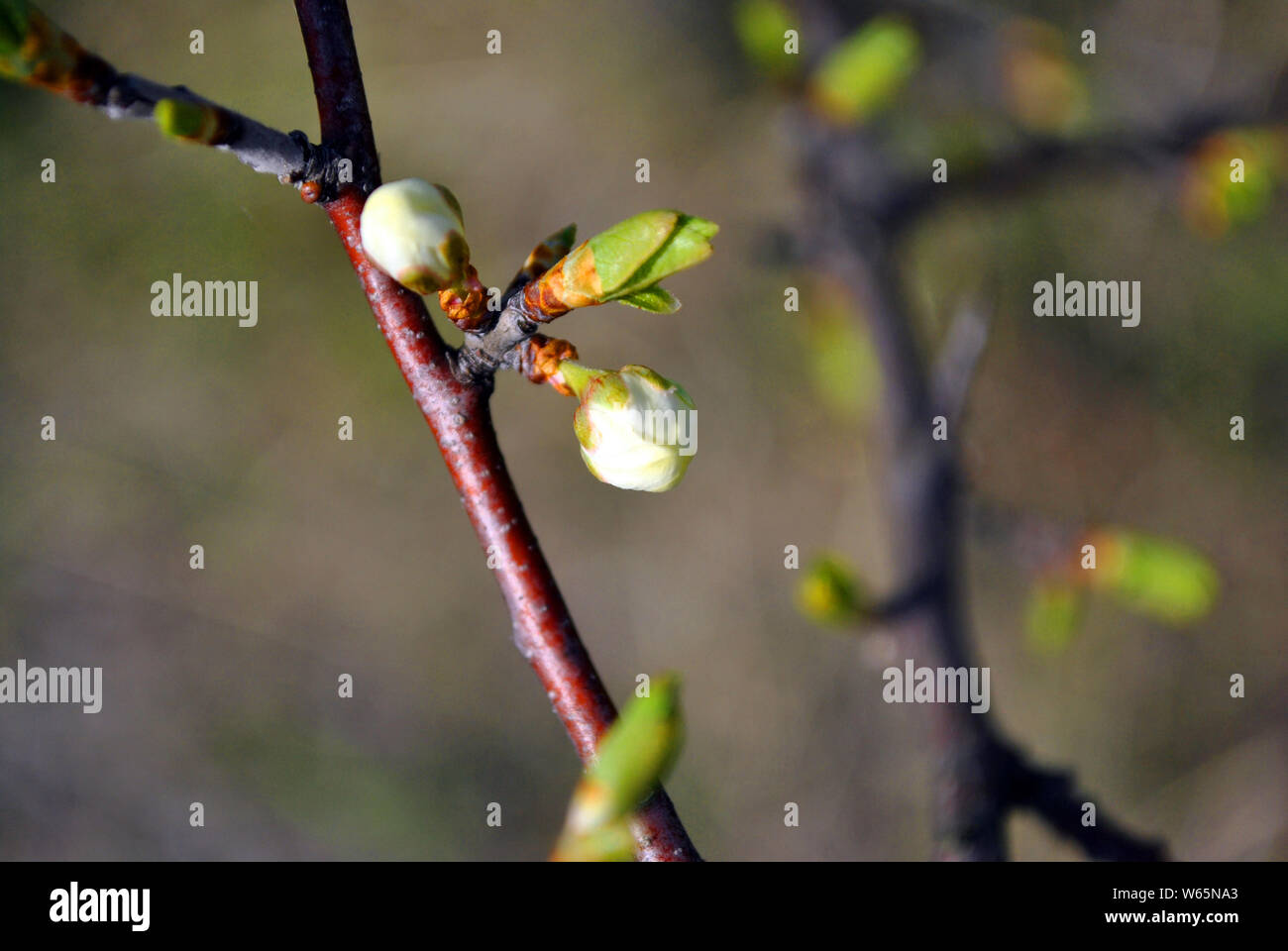 Wild plum tree flower buds close up detail on blurry gray background ...