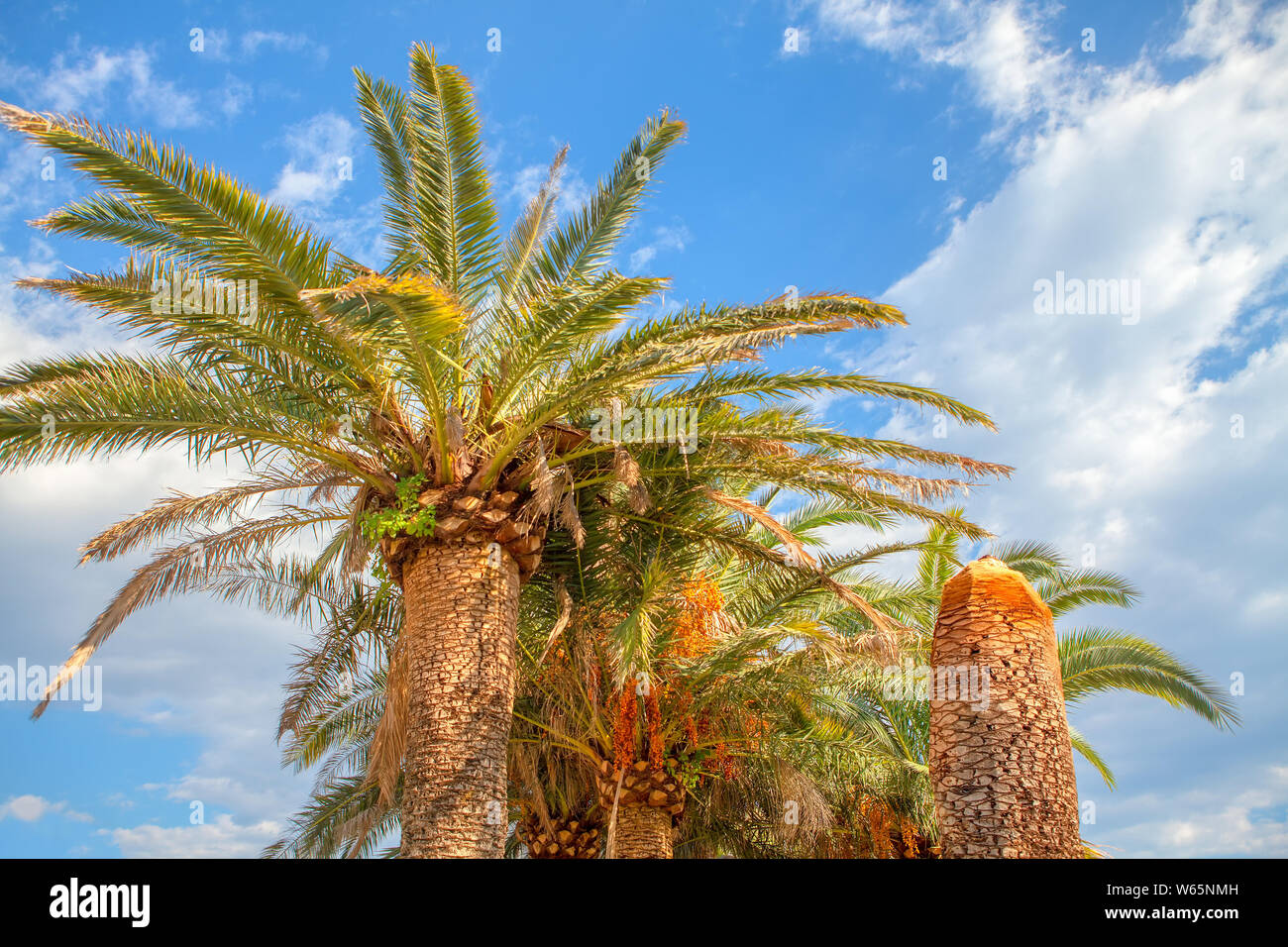 tropical nature with palm trees Stock Photo - Alamy
