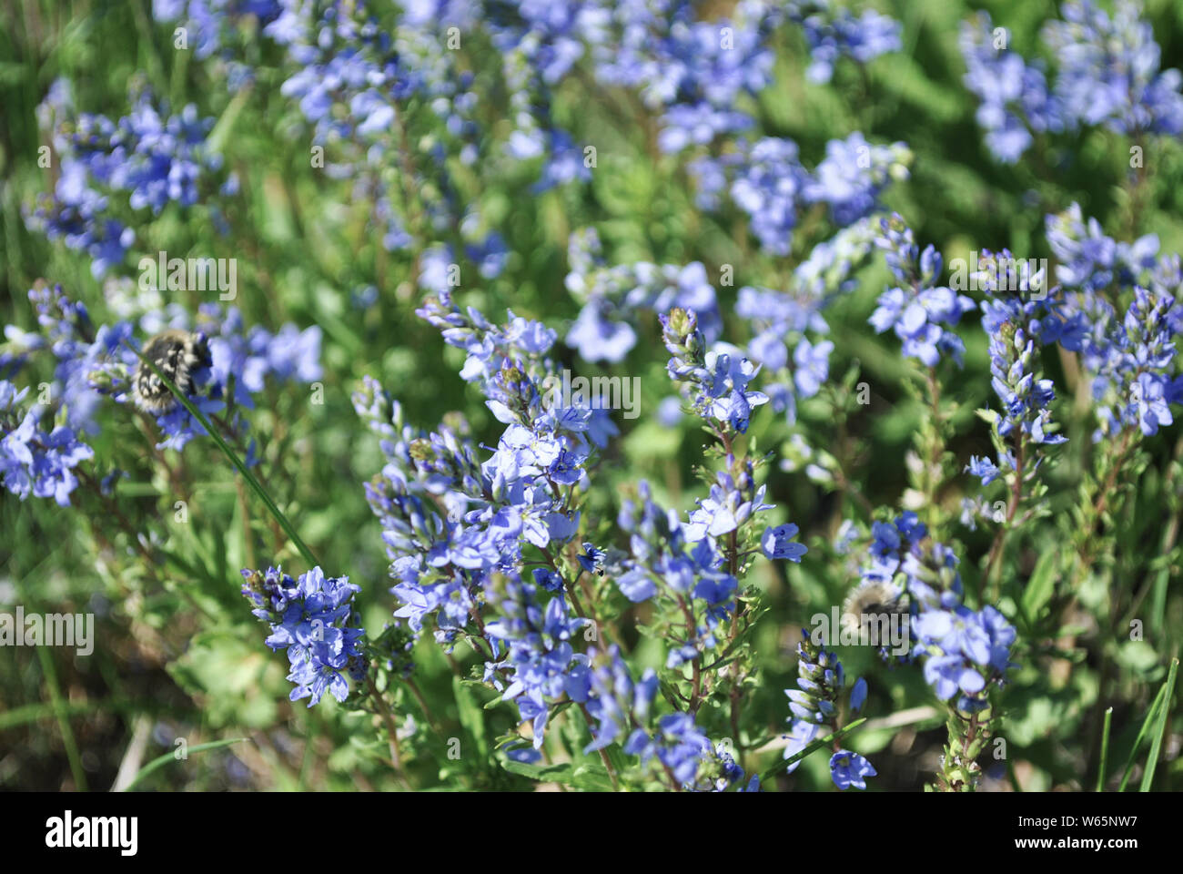Veronica officinalis (heath speedwell; common gypsyweed; common ...