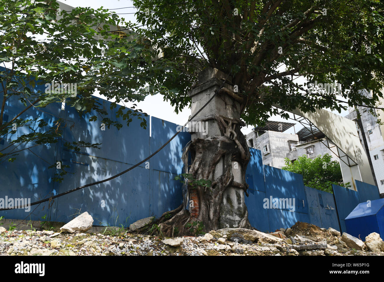 The tree trunk of the "strong banyan tree" wraps and grows around a 4 ...