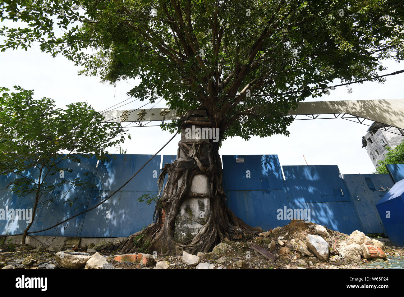 The tree trunk of the "strong banyan tree" wraps and grows around a 4 ...