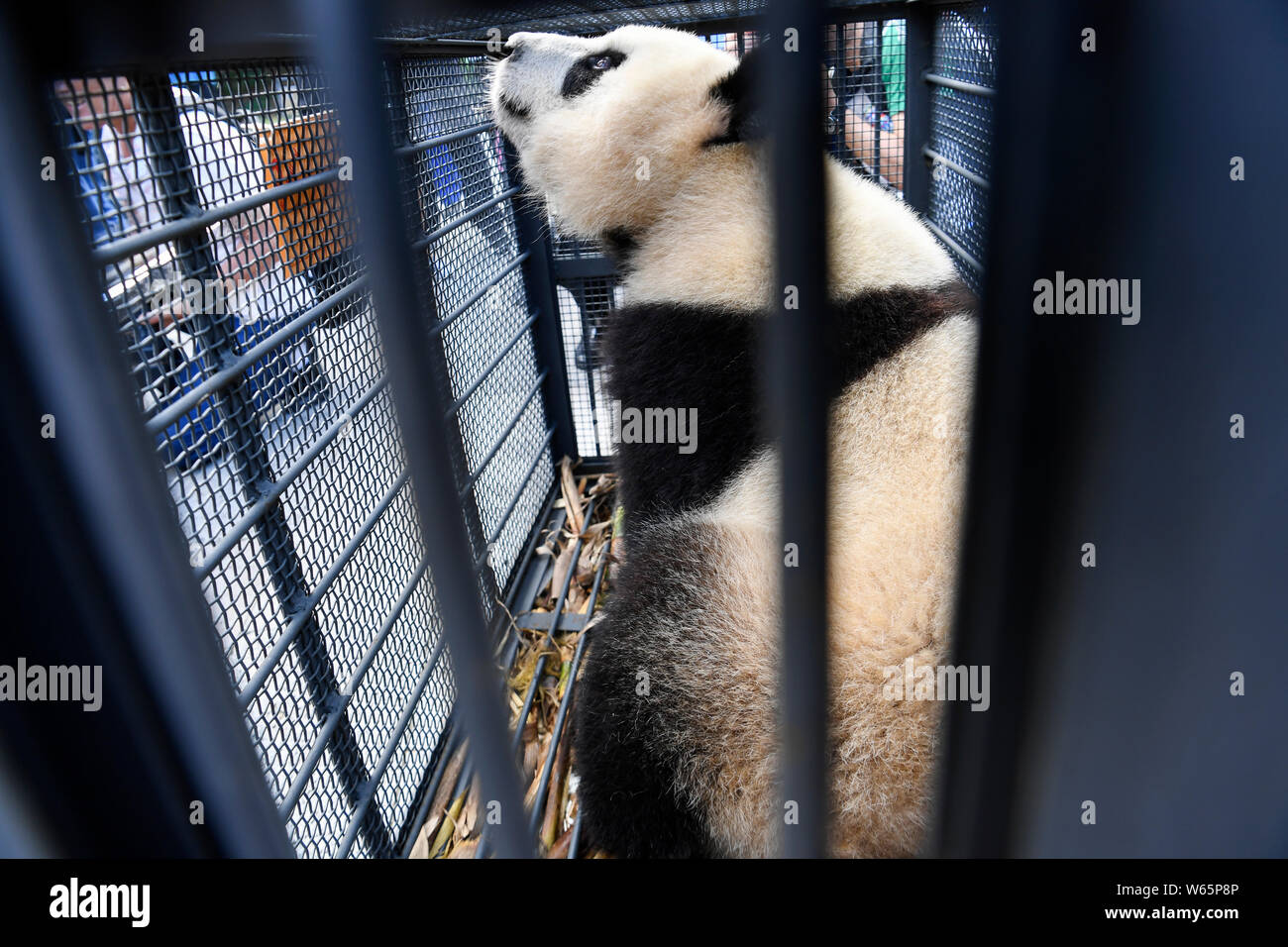 One of the two female giant pandas Chu Xin and Mu Yun, who left the ...
