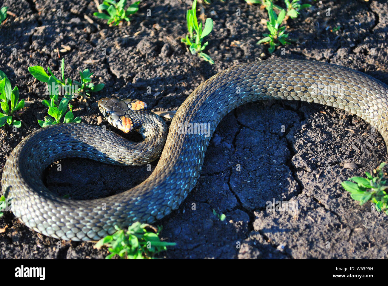 The grass snake (Natrix natrix, ringed snake, water snake) crawling on ...