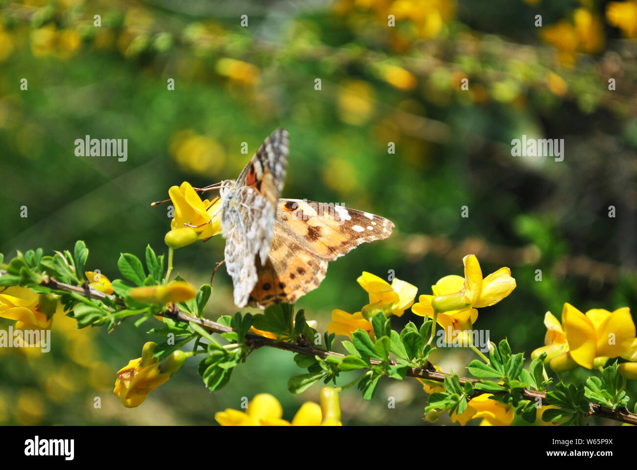 The large tortoiseshell or blackleg tortoiseshell (Nymphalis ...