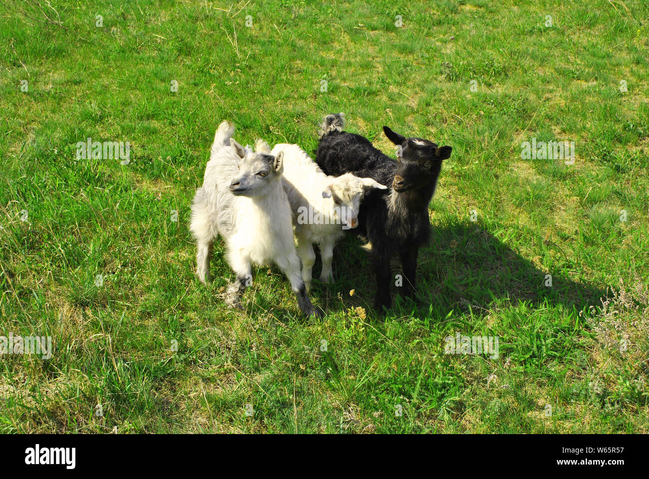 Yeanling goat yeanling lamb hi-res stock photography and images - Alamy