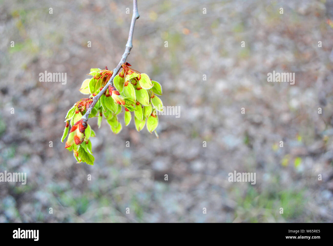 Elm branch with green seeds, close up macro detail, blurry blue sky ...