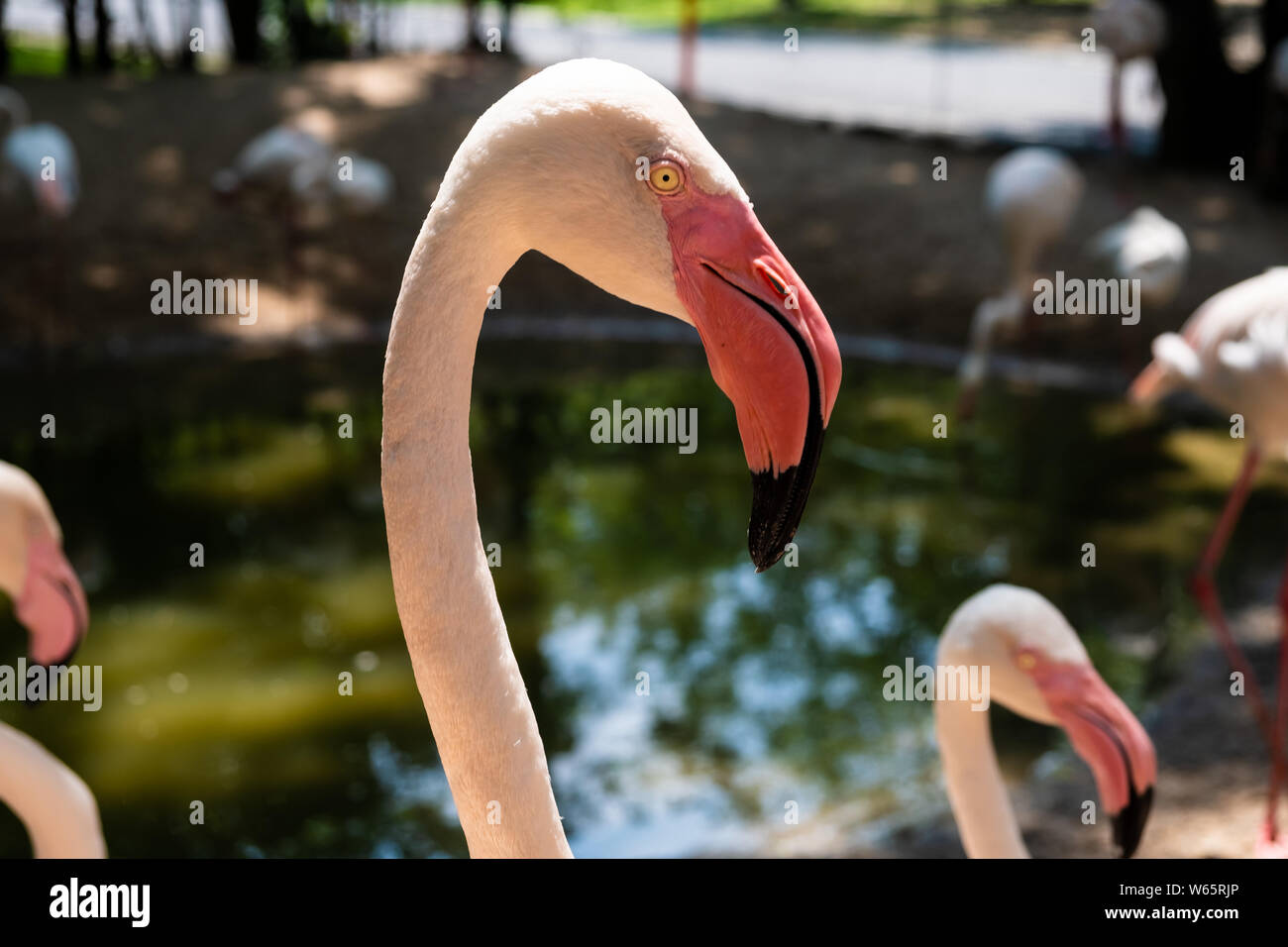 Flamingo head forward concept animals hi-res stock photography and ...