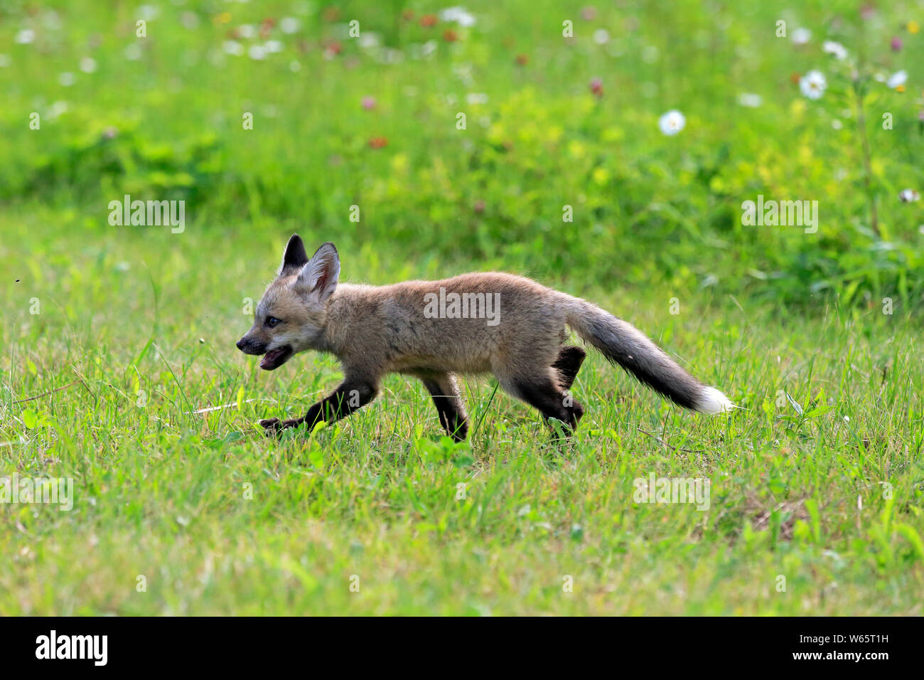 Red foxes vulpes vulpes minnesota hi-res stock photography and images ...