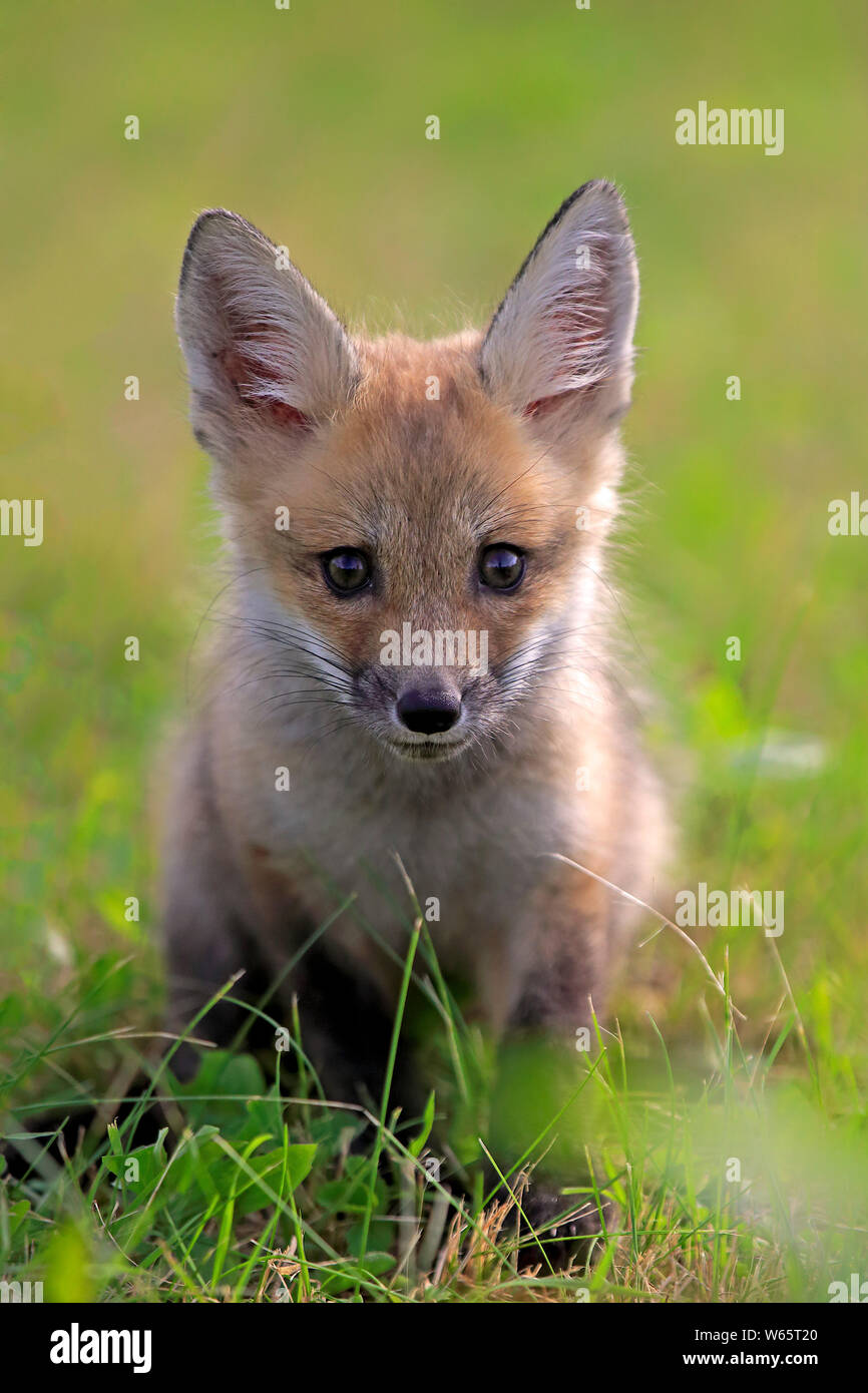 Red fox looking image hi-res stock photography and images - Alamy