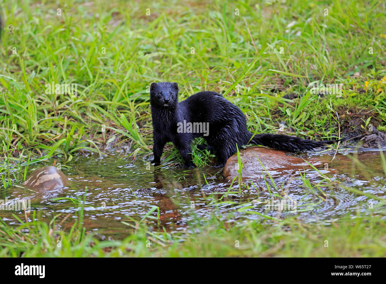 American mink mustela vison standing hi-res stock photography and ...