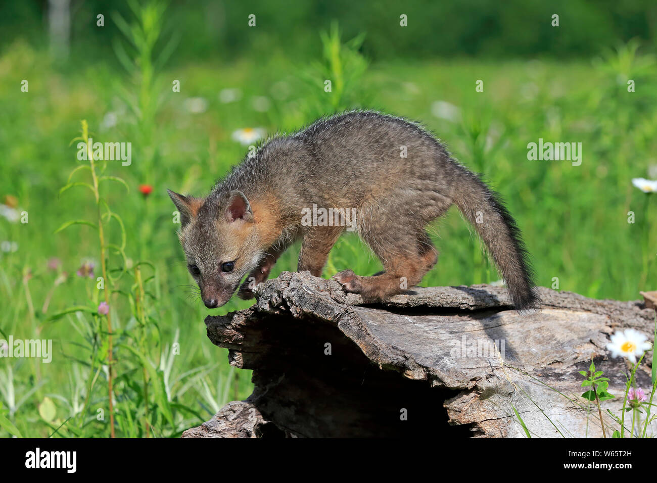 Gray fox, young on floret meadow on log, Pine County, Minnesota, USA ...