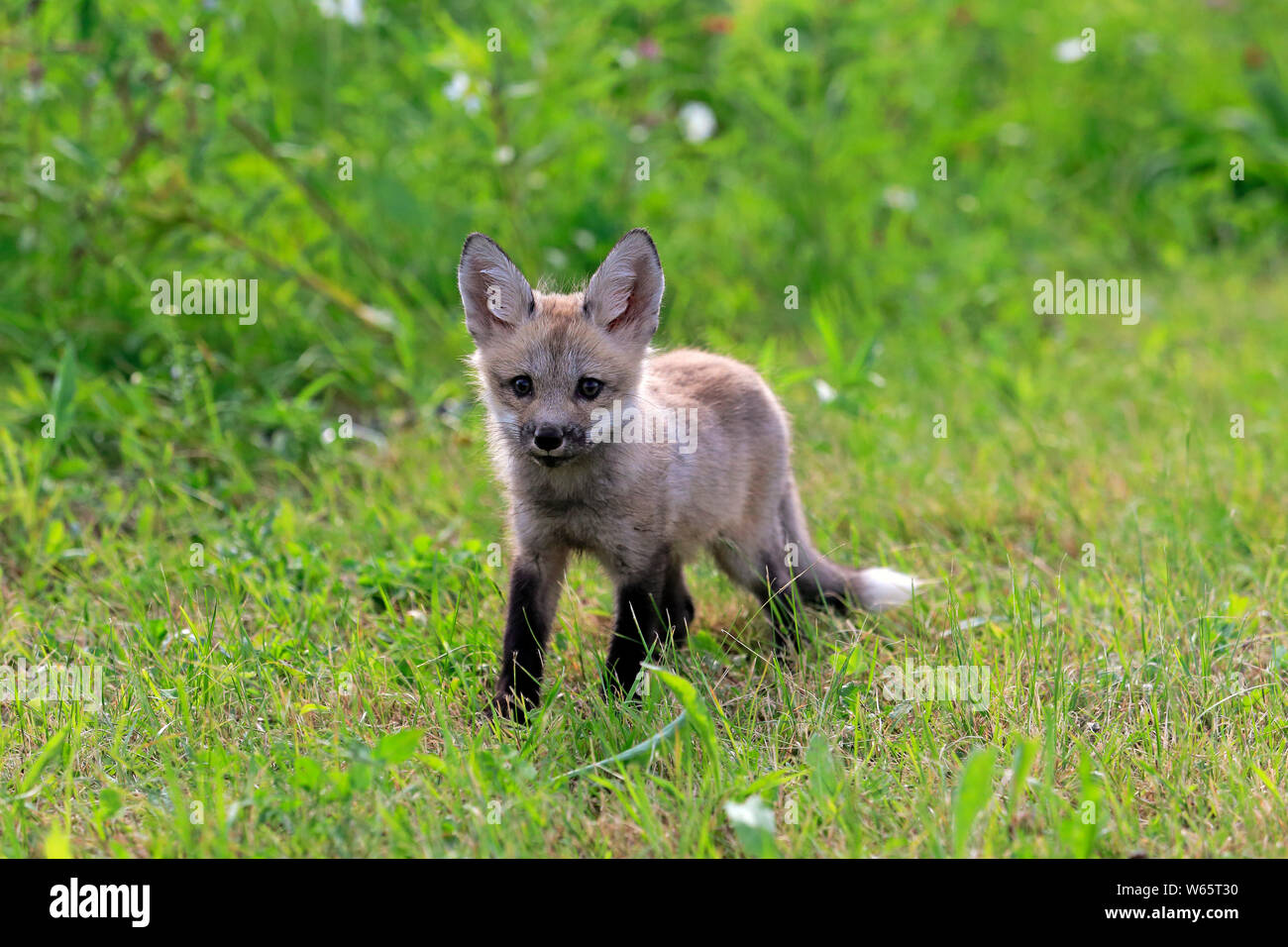 American Red Fox, cub, Pine County, Minnesota, USA, North America ...