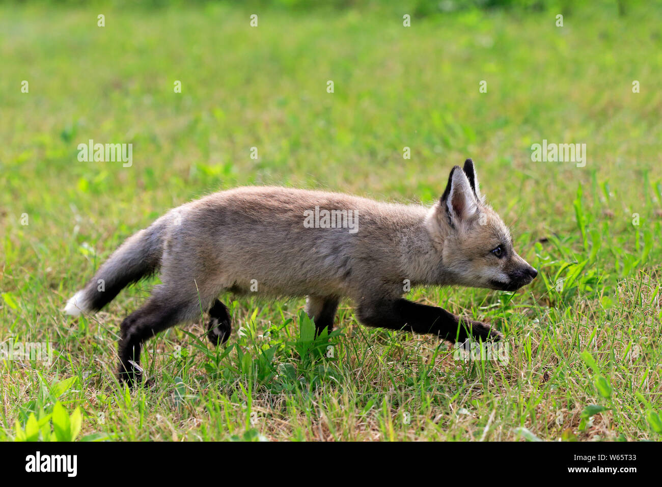 American Red Fox, cub, Pine County, Minnesota, USA, North America ...