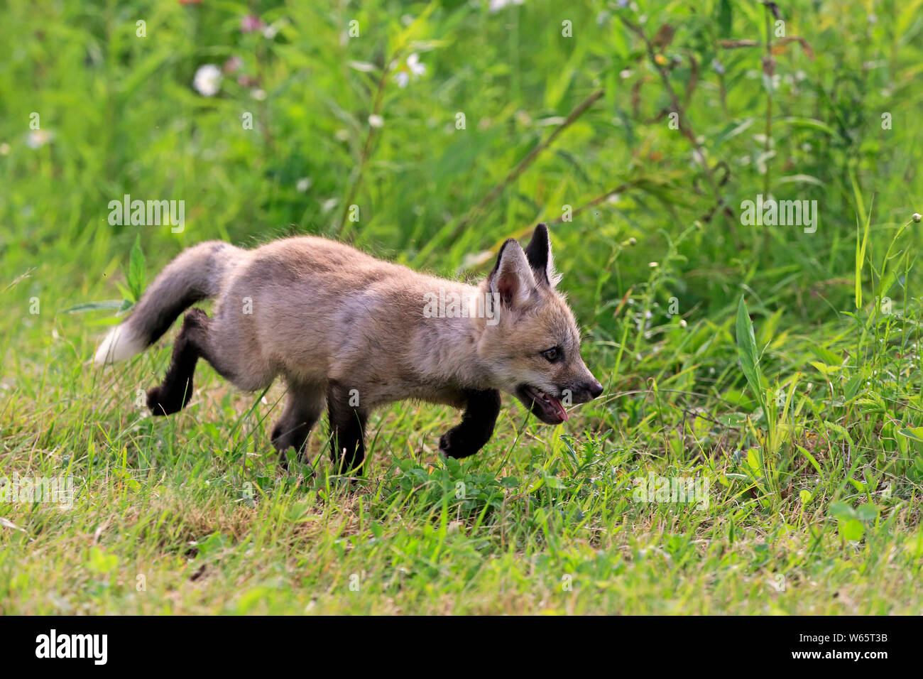 American Red Fox, cub, Pine County, Minnesota, USA, North America ...