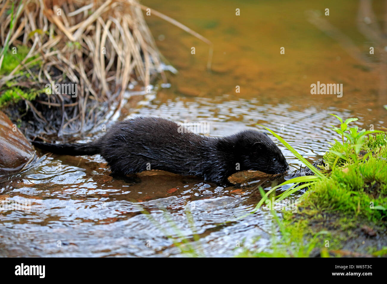American Mink, young at water, Pine County, Minnesota, USA, North ...