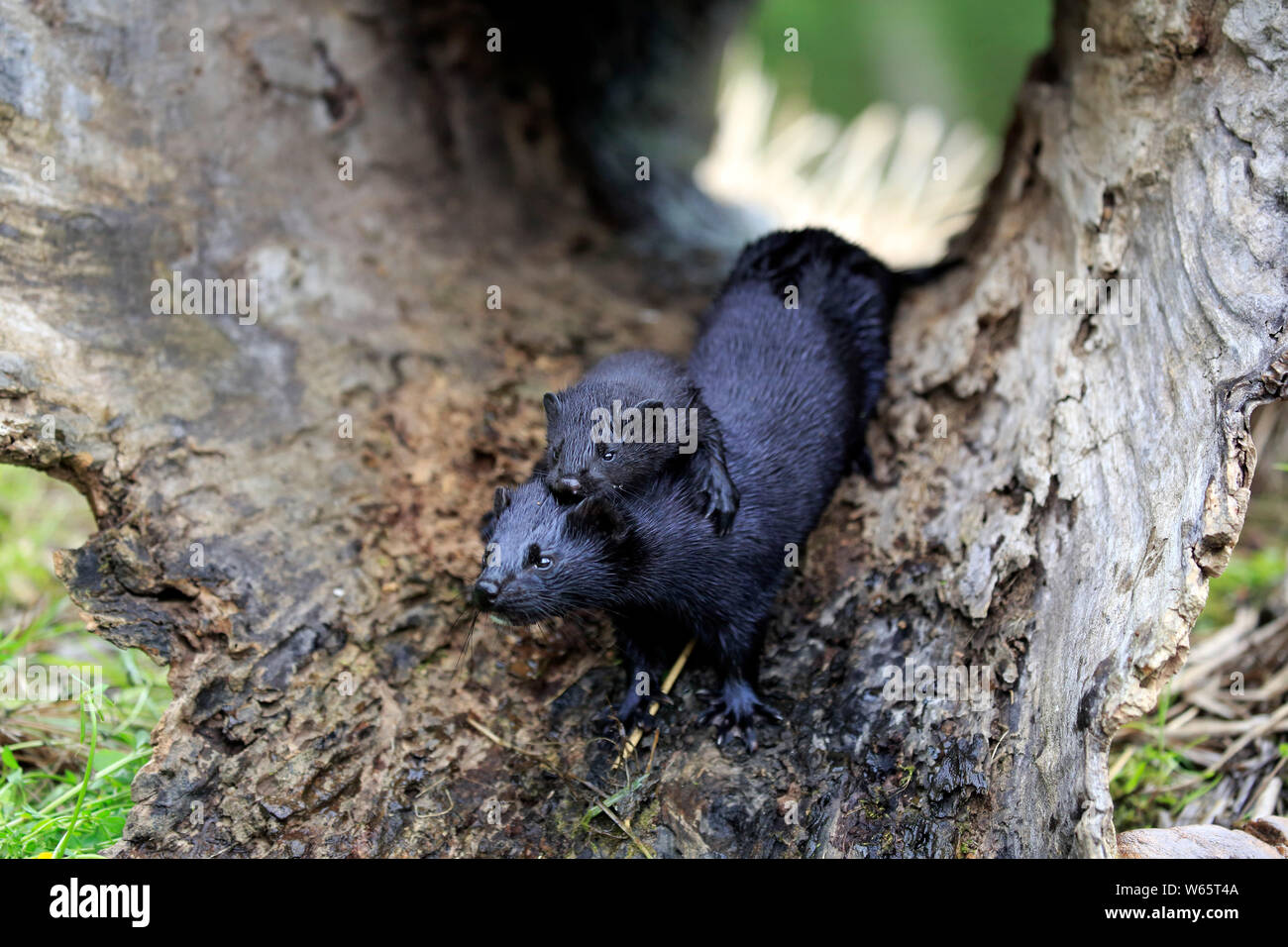 American Mink, adult with young, Pine County, Minnesota, USA, North ...