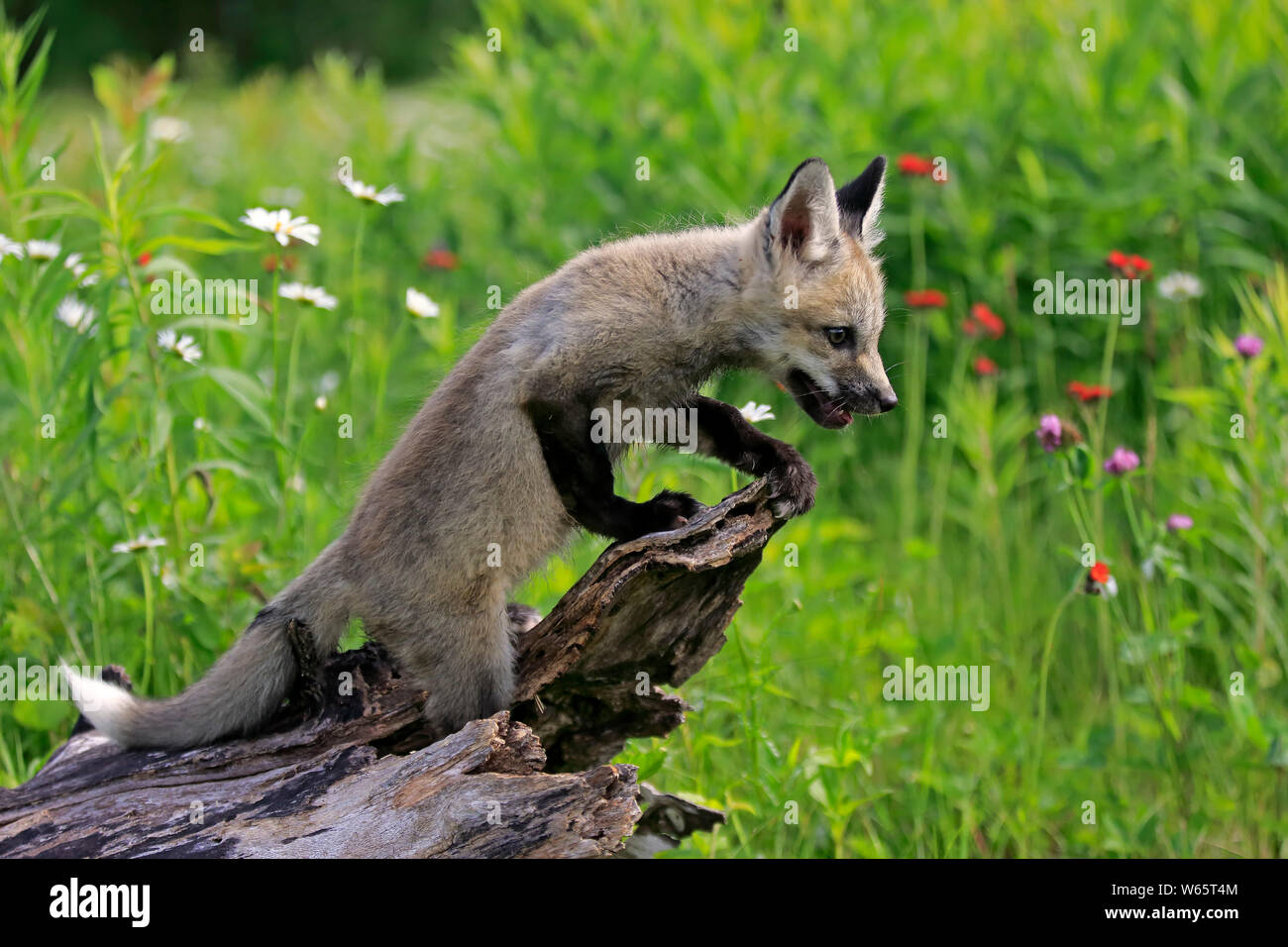 American Red Fox, cub, Pine County, Minnesota, USA, North America ...