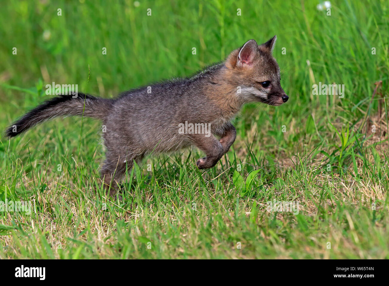 Gray fox, young, Pine County, Minnesota, USA, North America, (Urocyon ...