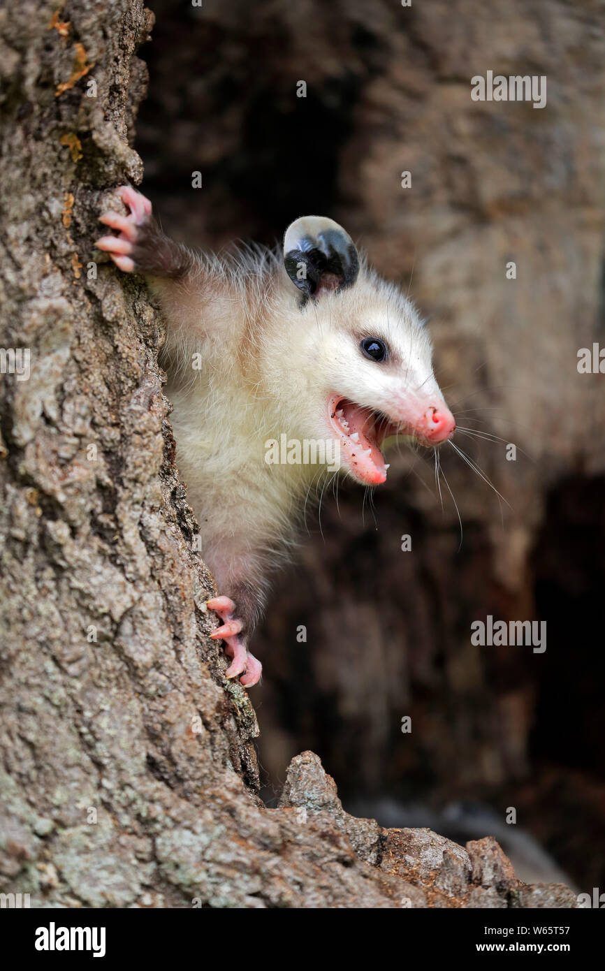 Virginia opossum, North American opossum, young, Pine County, Minnesota ...