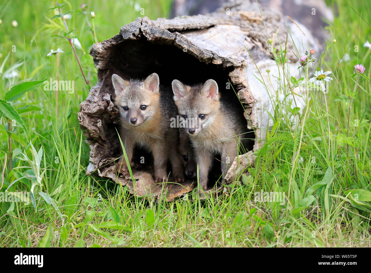 Gray fox, youngs on log, Pine County, Minnesota, USA, North America ...