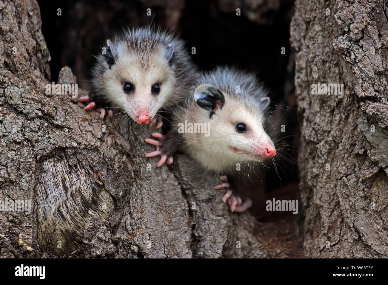 Opossum opossum hi-res stock photography and images - Alamy