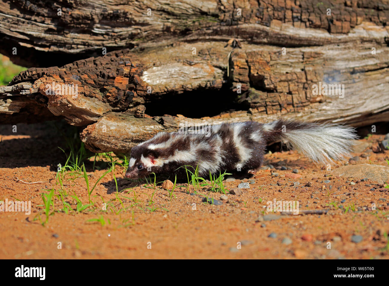 Spilogale putorius hi-res stock photography and images - Alamy
