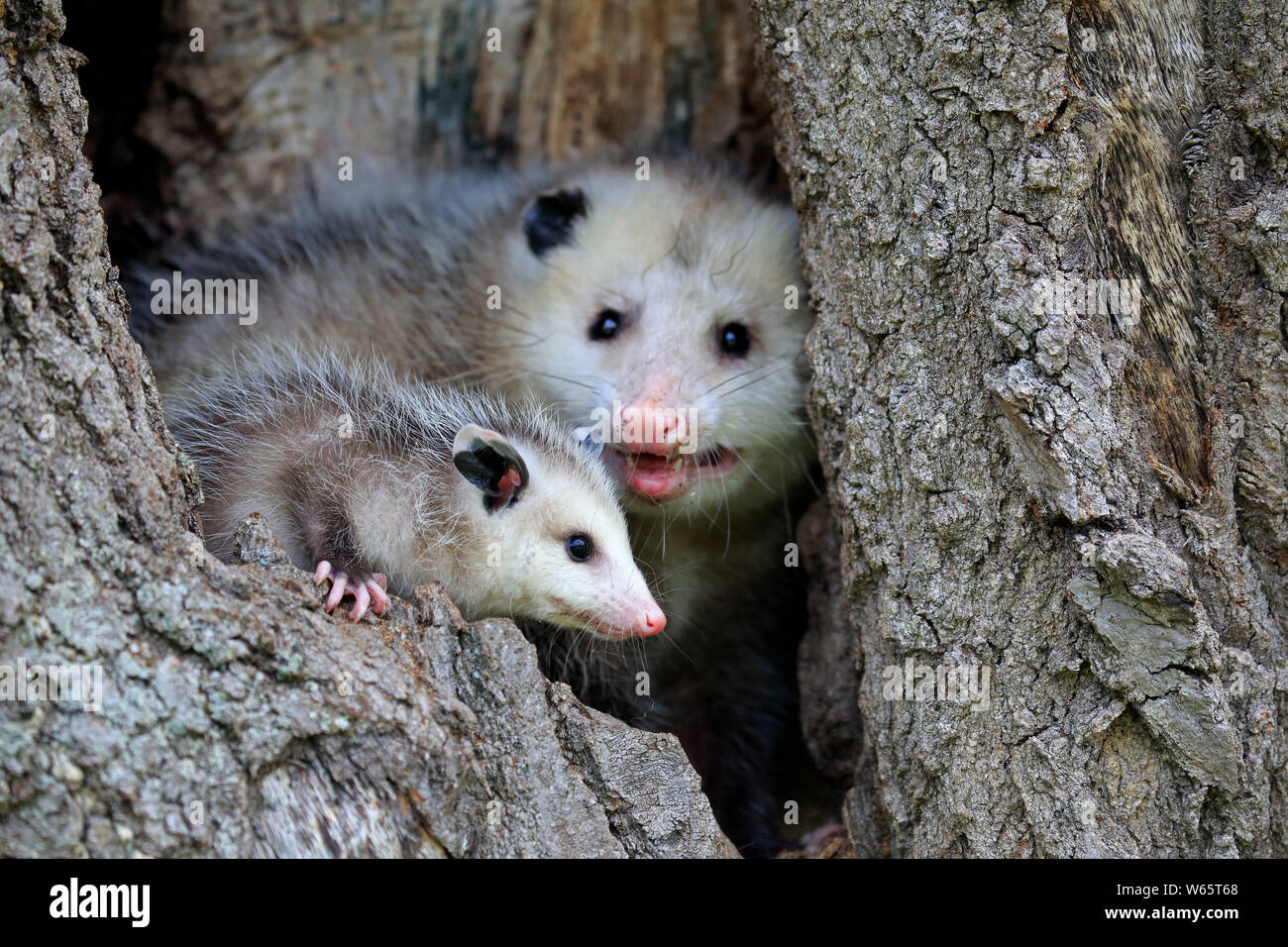 Virginia opossum, North American opossum, adult with young looking out ...