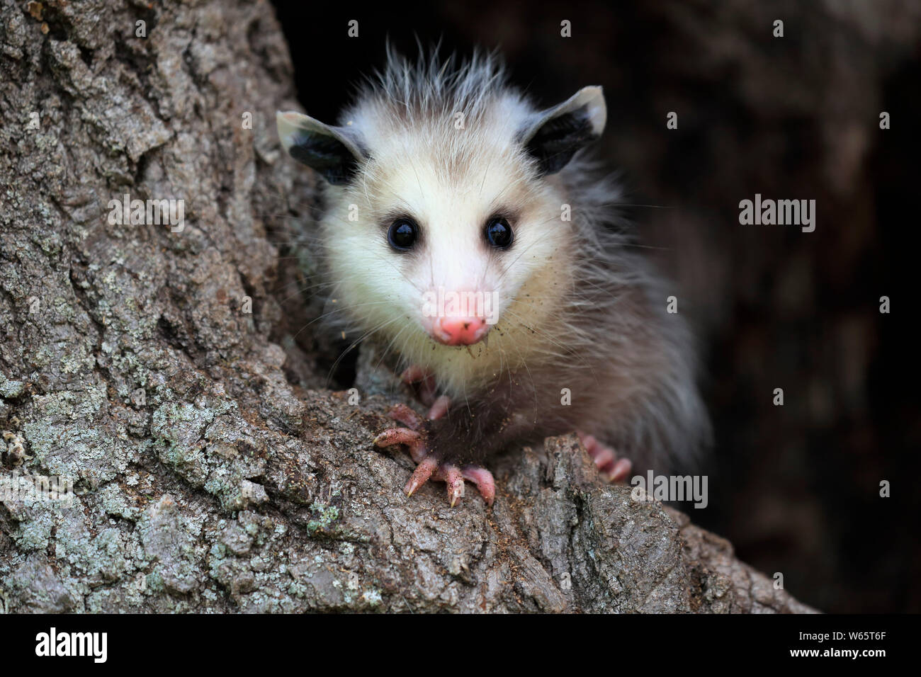 Virginia opossum, North American opossum, young, Pine County, Minnesota ...