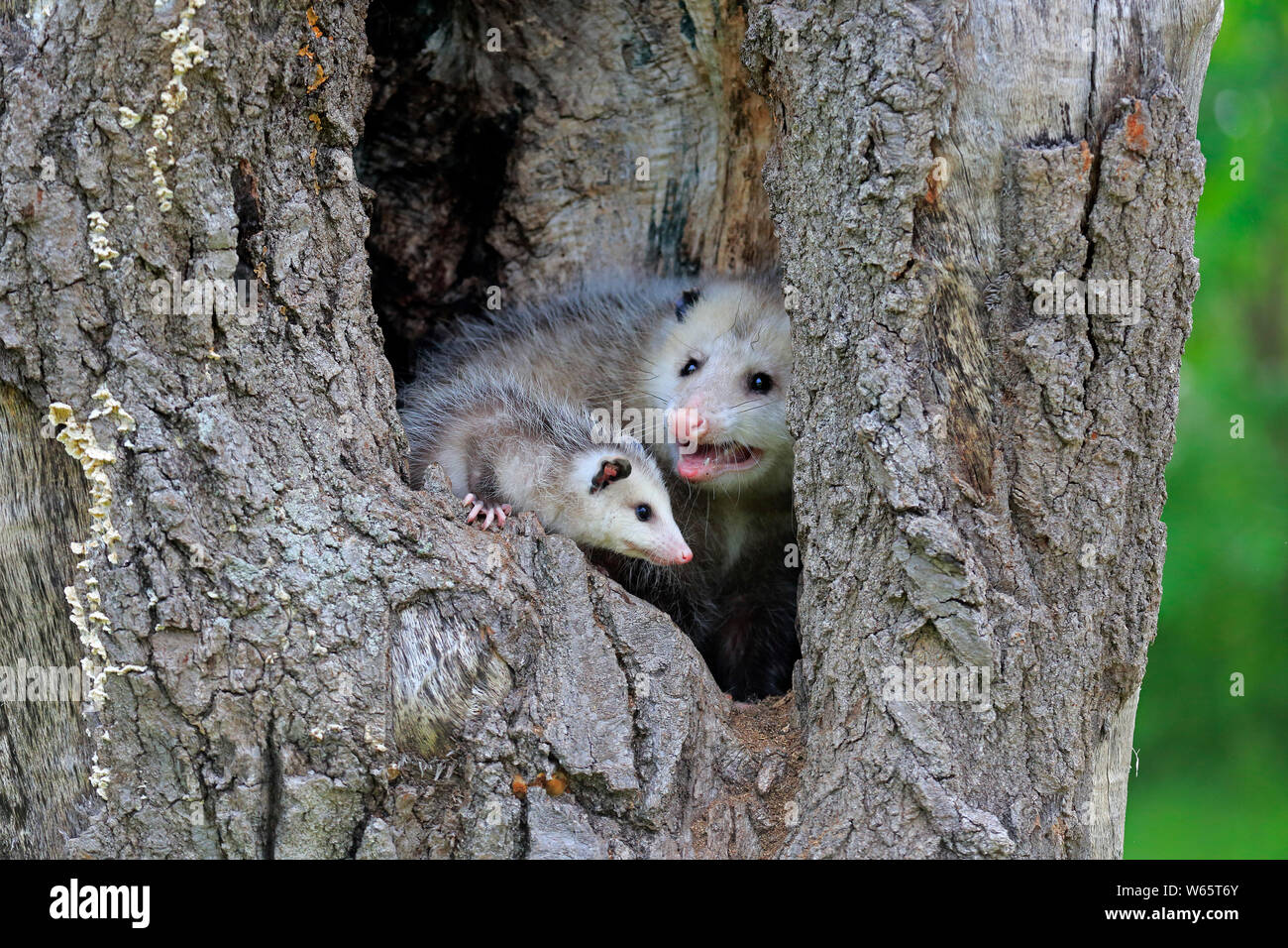 Female virginia opossum hi-res stock photography and images - Alamy
