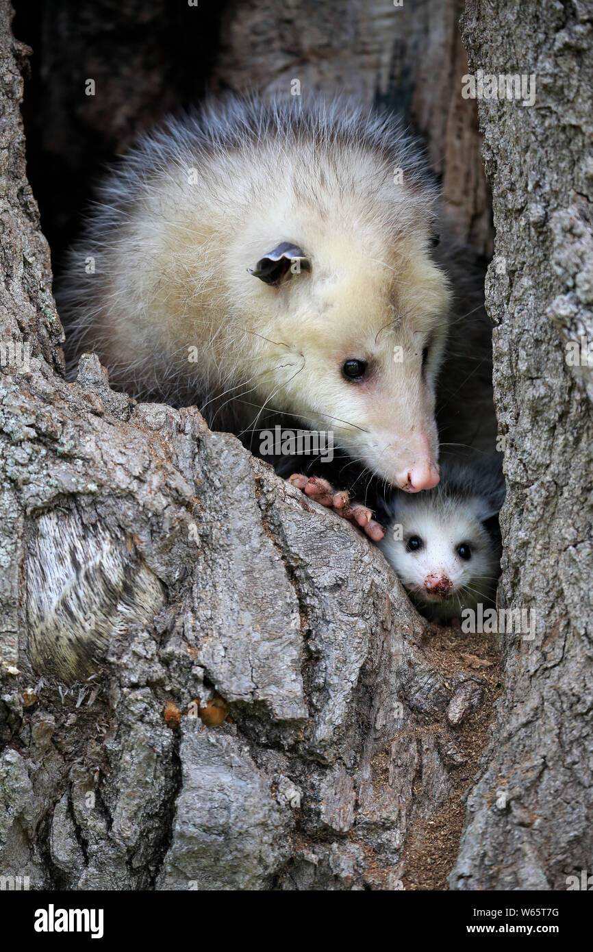 Opossum den hi-res stock photography and images - Alamy