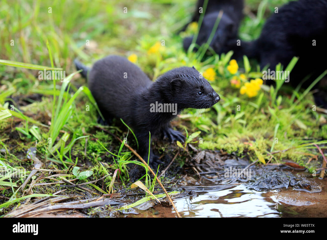 Mink in water hi-res stock photography and images - Alamy