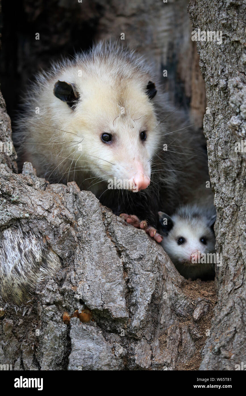 Opossum den hi-res stock photography and images - Alamy