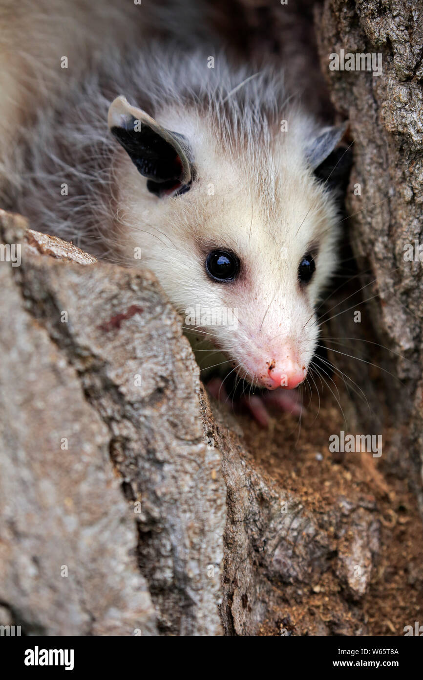 Virginia opossum, North American opossum, young looking out of den ...