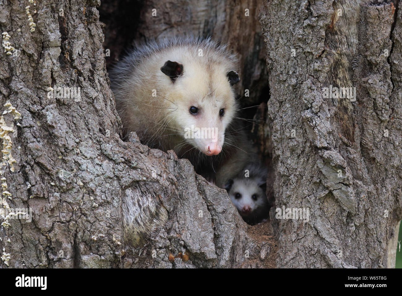 Full grown hi-res stock photography and images - Alamy