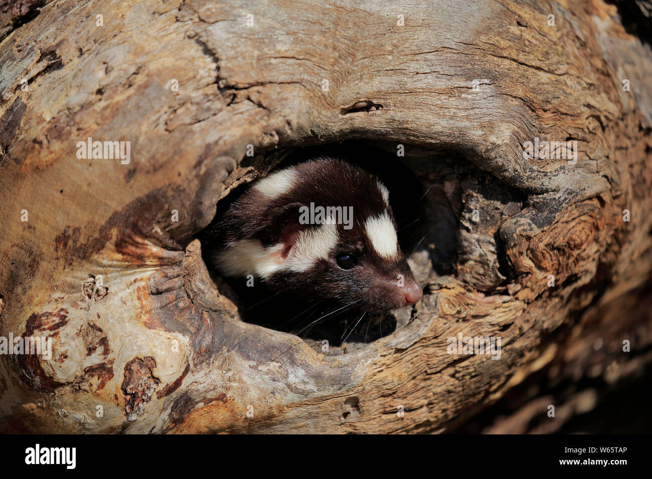 Skunk animal in tree hi-res stock photography and images - Alamy