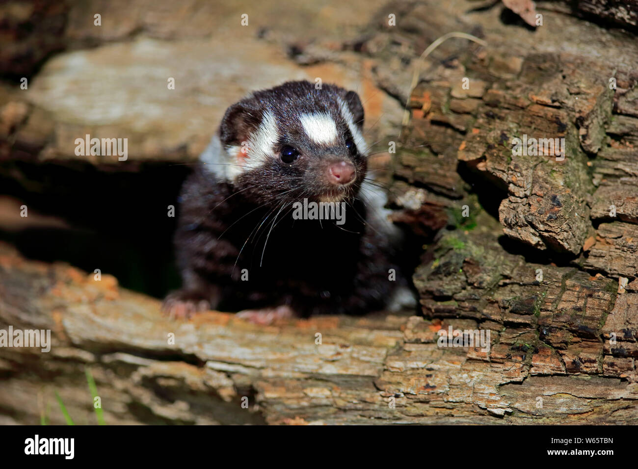 Eastern spotted skunk, adult, Pine County, Minnesota, USA, North ...