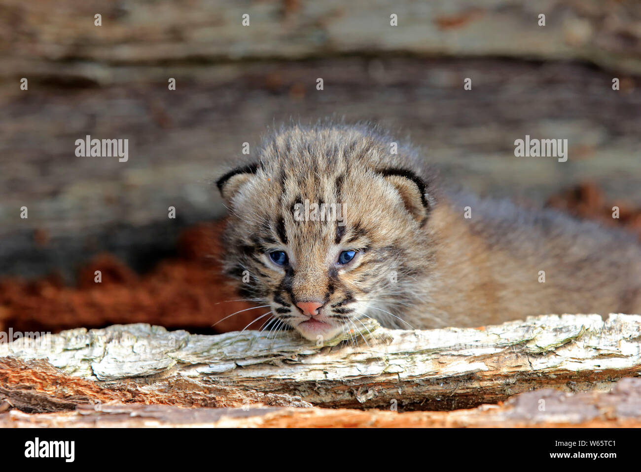 Juvenile bobcat hi-res stock photography and images - Alamy