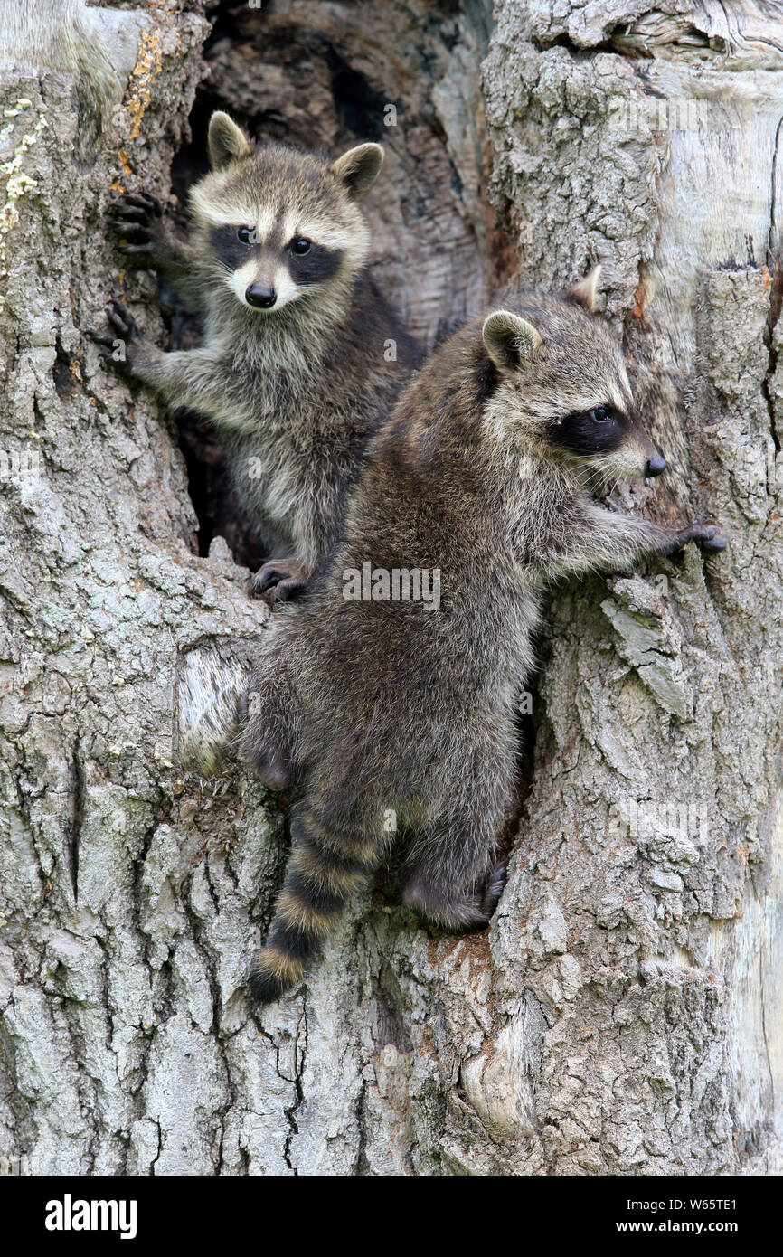 Two Raccoon High Resolution Stock Photography and Images - Alamy
