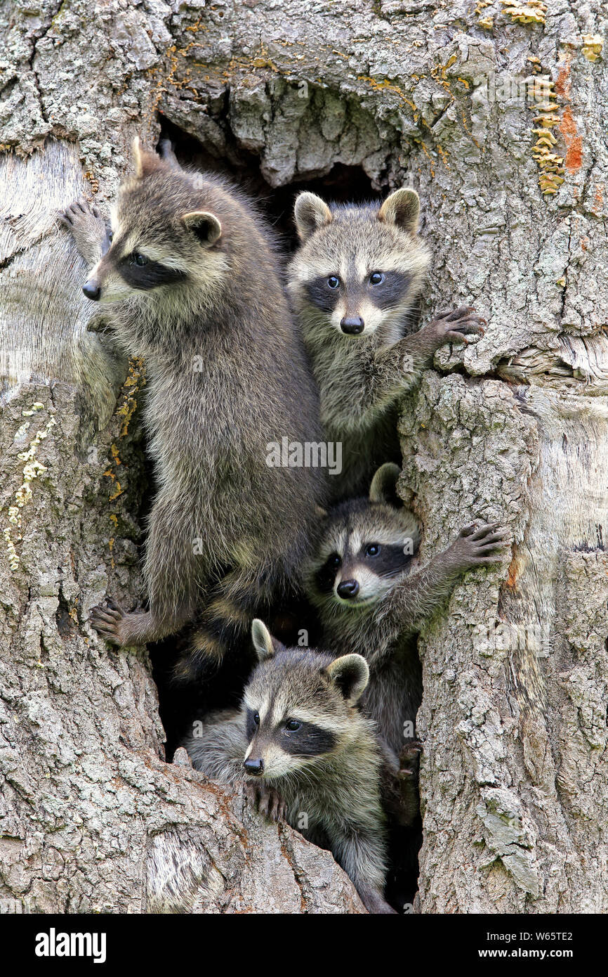 Group of raccoons hi-res stock photography and images - Alamy