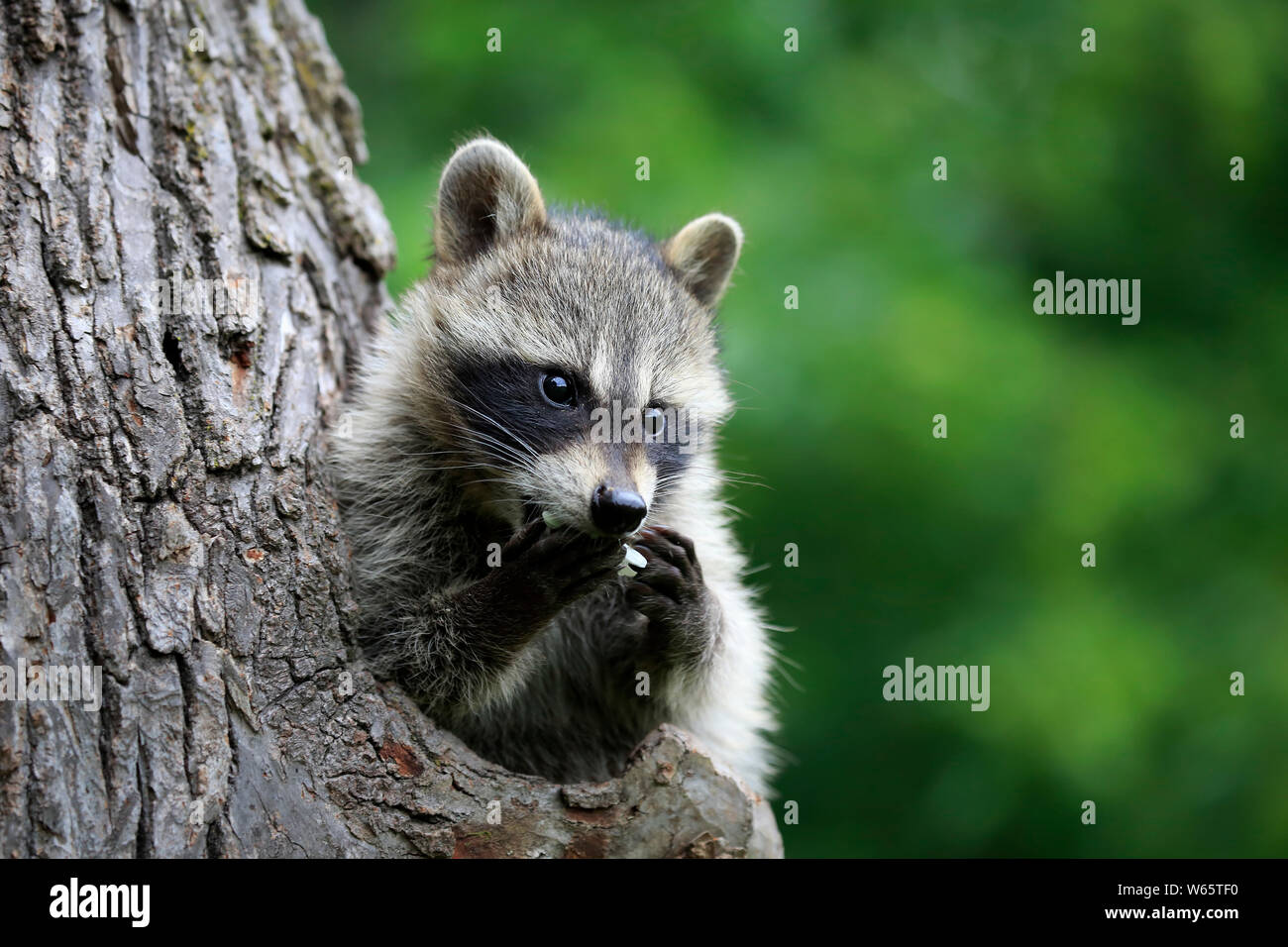 Raccoons eating hi-res stock photography and images - Alamy