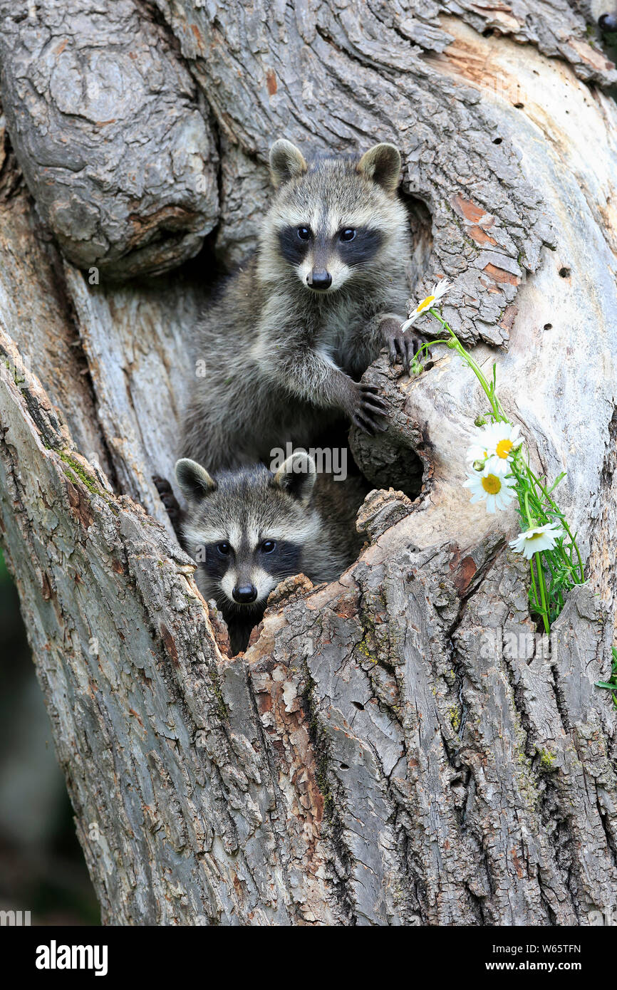 Two Raccoon High Resolution Stock Photography and Images - Alamy